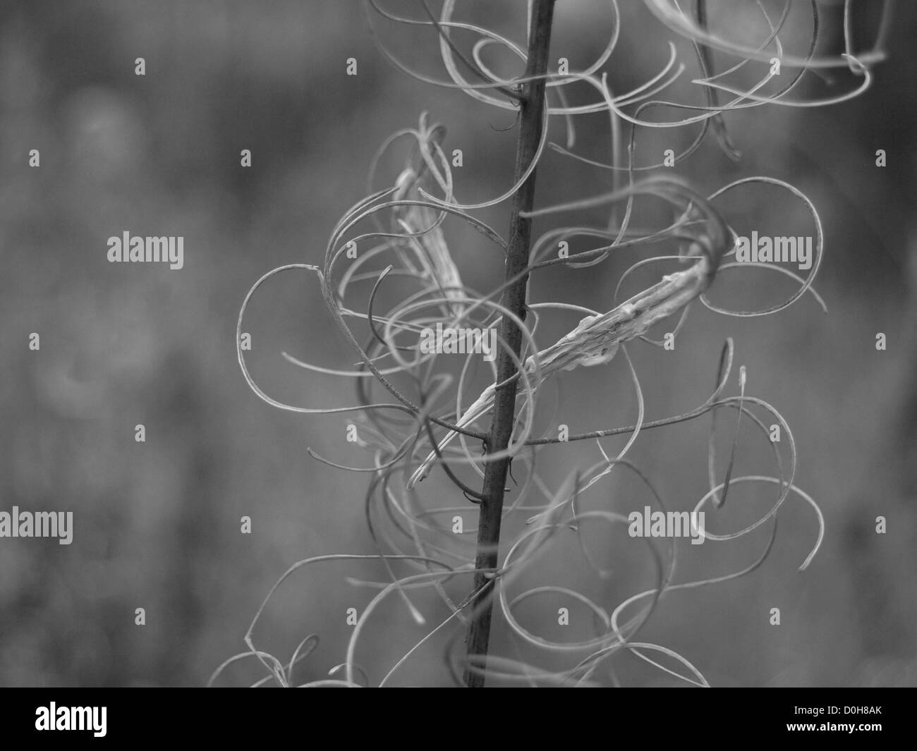 Fireweed flower Black and White Stock Photos & Images - Alamy