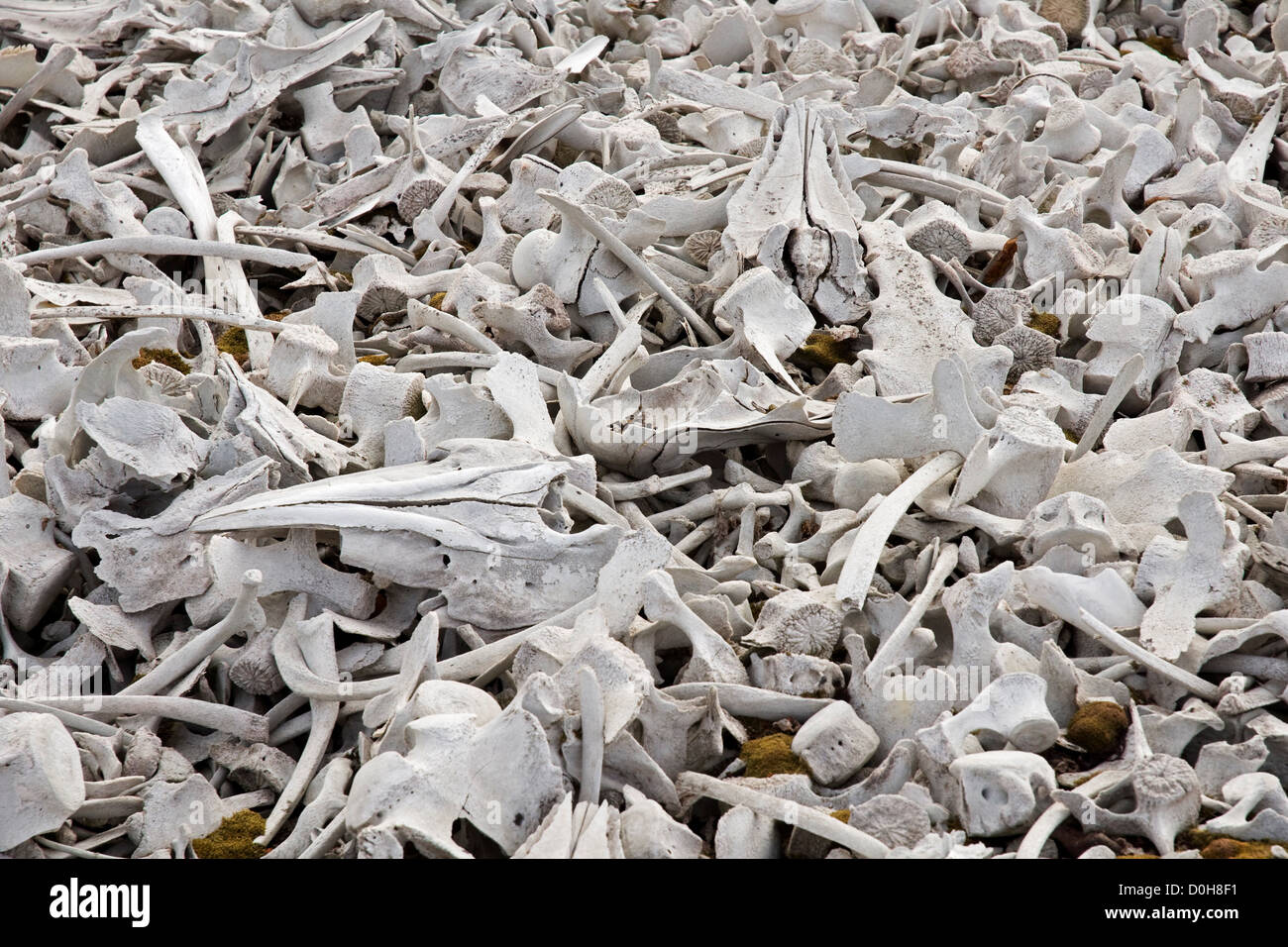 Svalbard beluga whale hi-res stock photography and images - Alamy