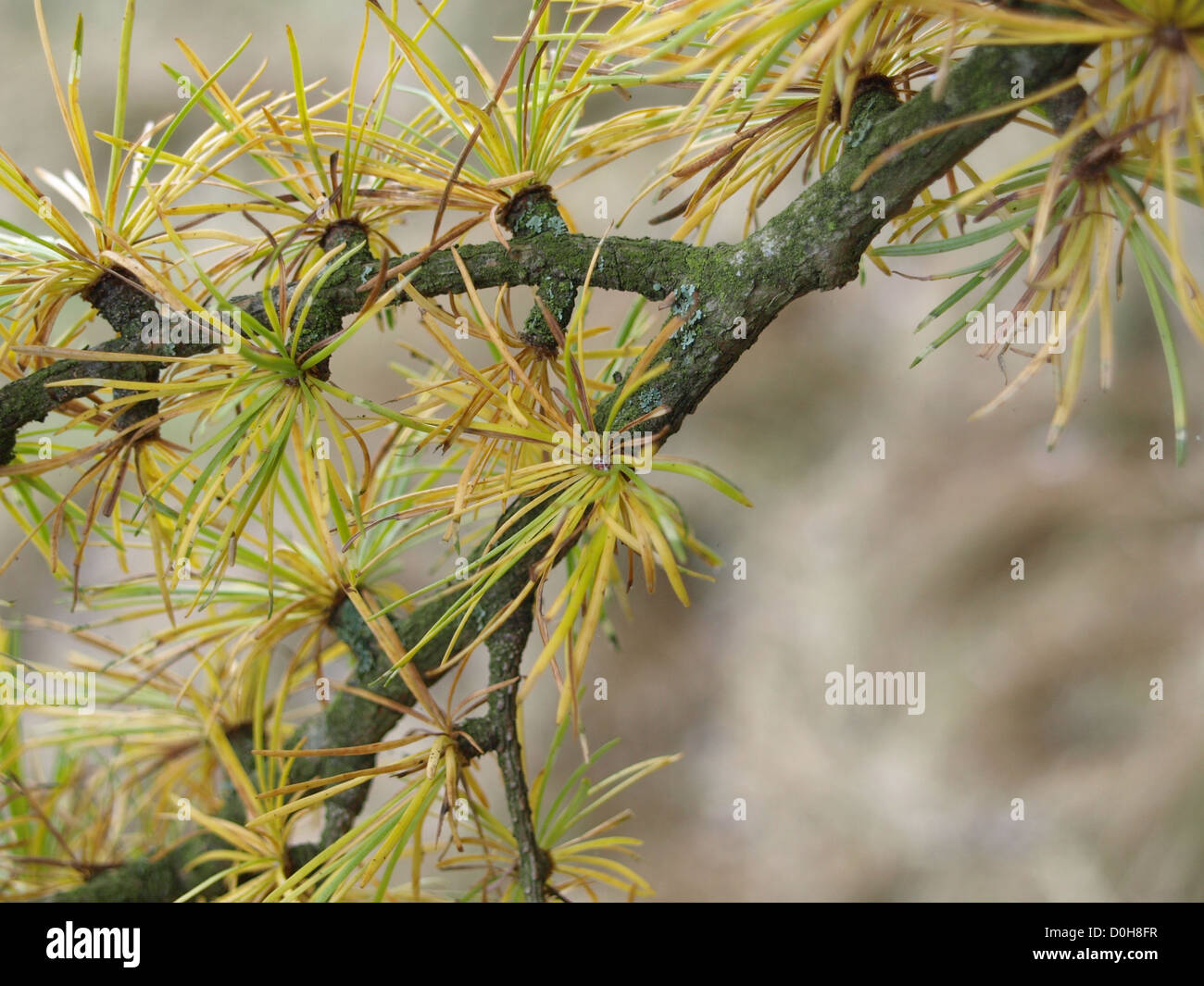 larch in autumnal colors / Lärche in herbstlichen Farben Stock Photo ...