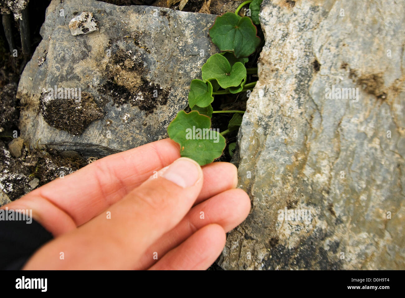 Plant between rocks hi-res stock photography and images - Alamy