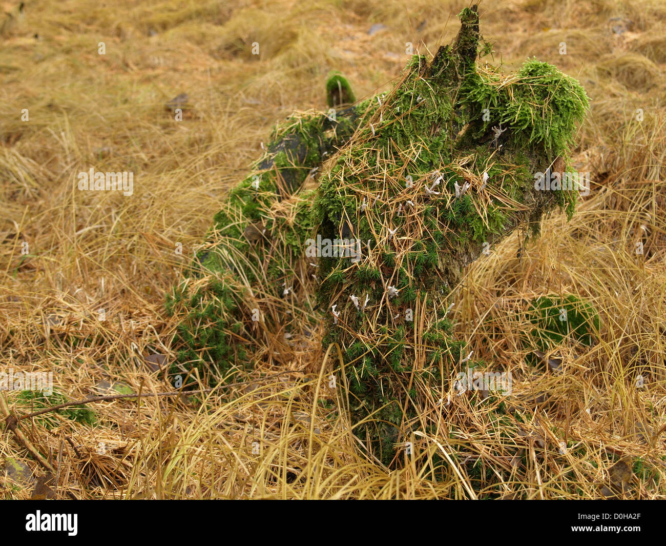 Old trunk withe moss in a meadow Stock Photo - Alamy
