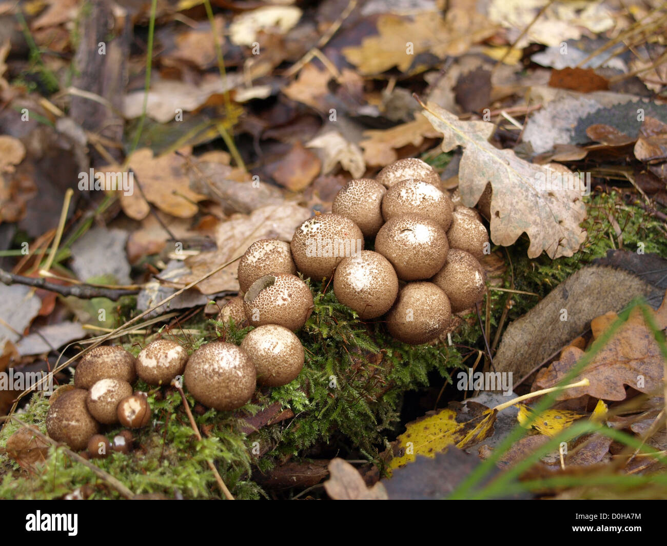 Scleroderma earth balls on a stump Stock Photo - Alamy