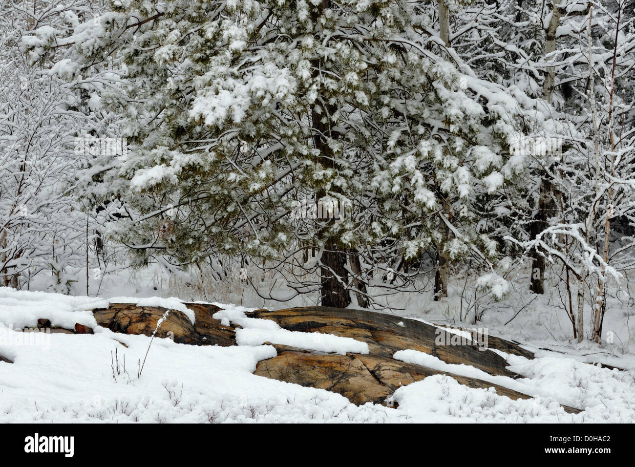 Tree branches laden with snow after a spring blizzard, Greater Sudbury ...