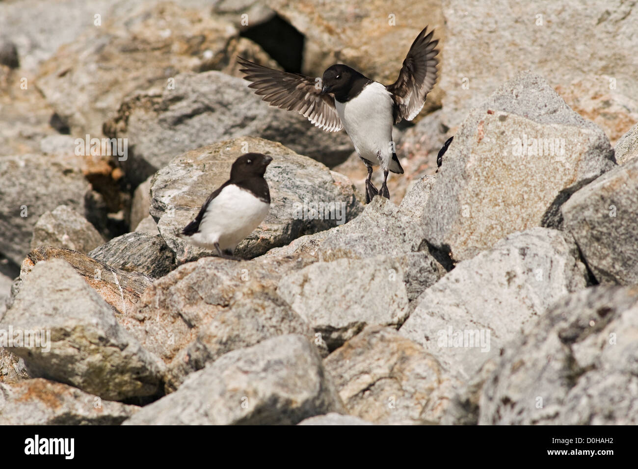 Smallest Auk High Resolution Stock Photography and Images - Alamy
