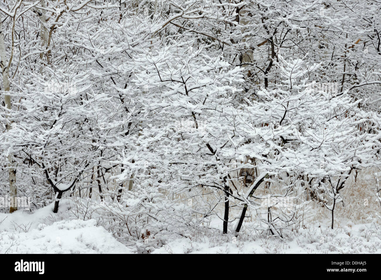 Weather trees like snow blizzard hi-res stock photography and images ...