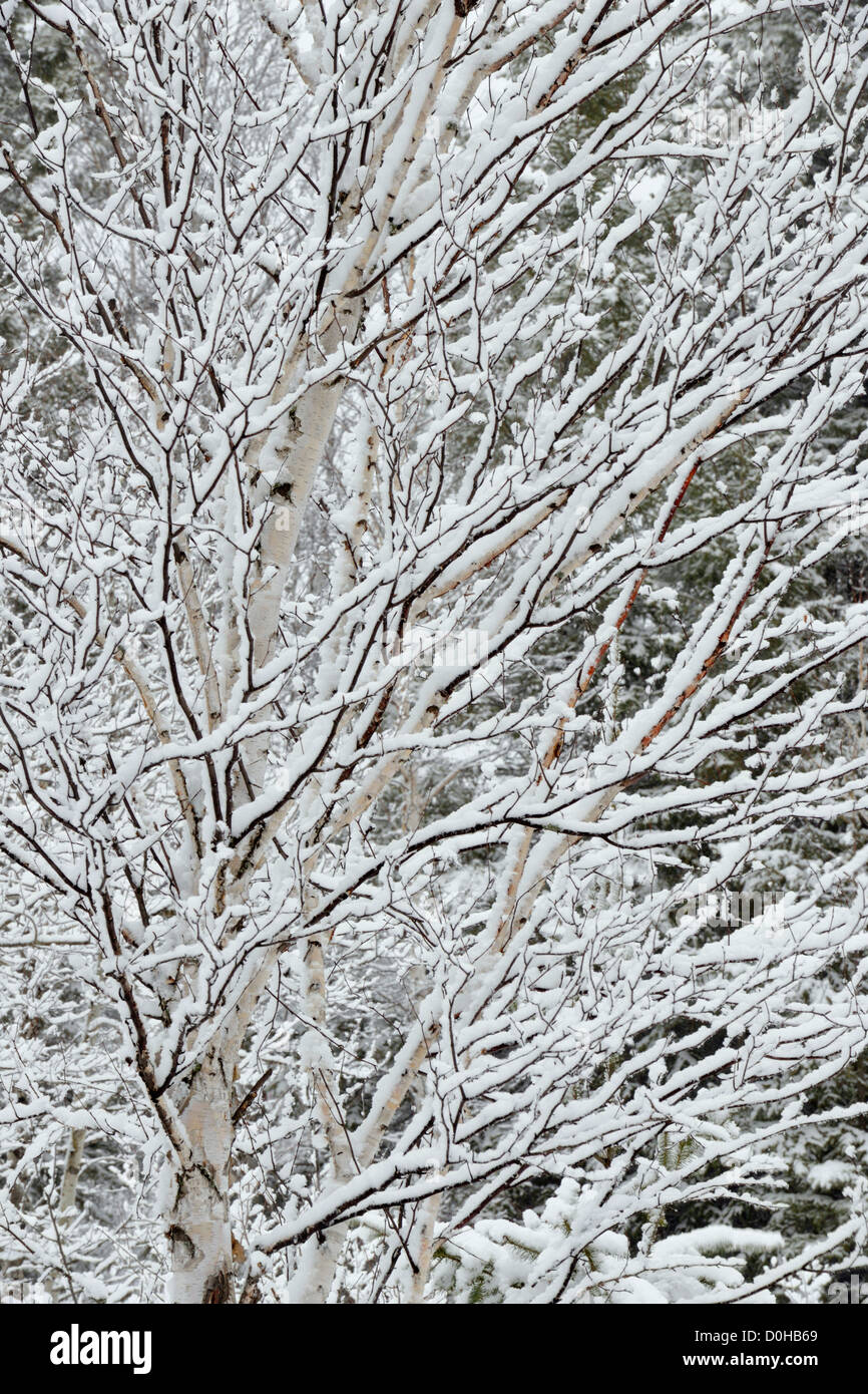 Tree branches laden with snow after a spring blizzard, Greater Sudbury ...