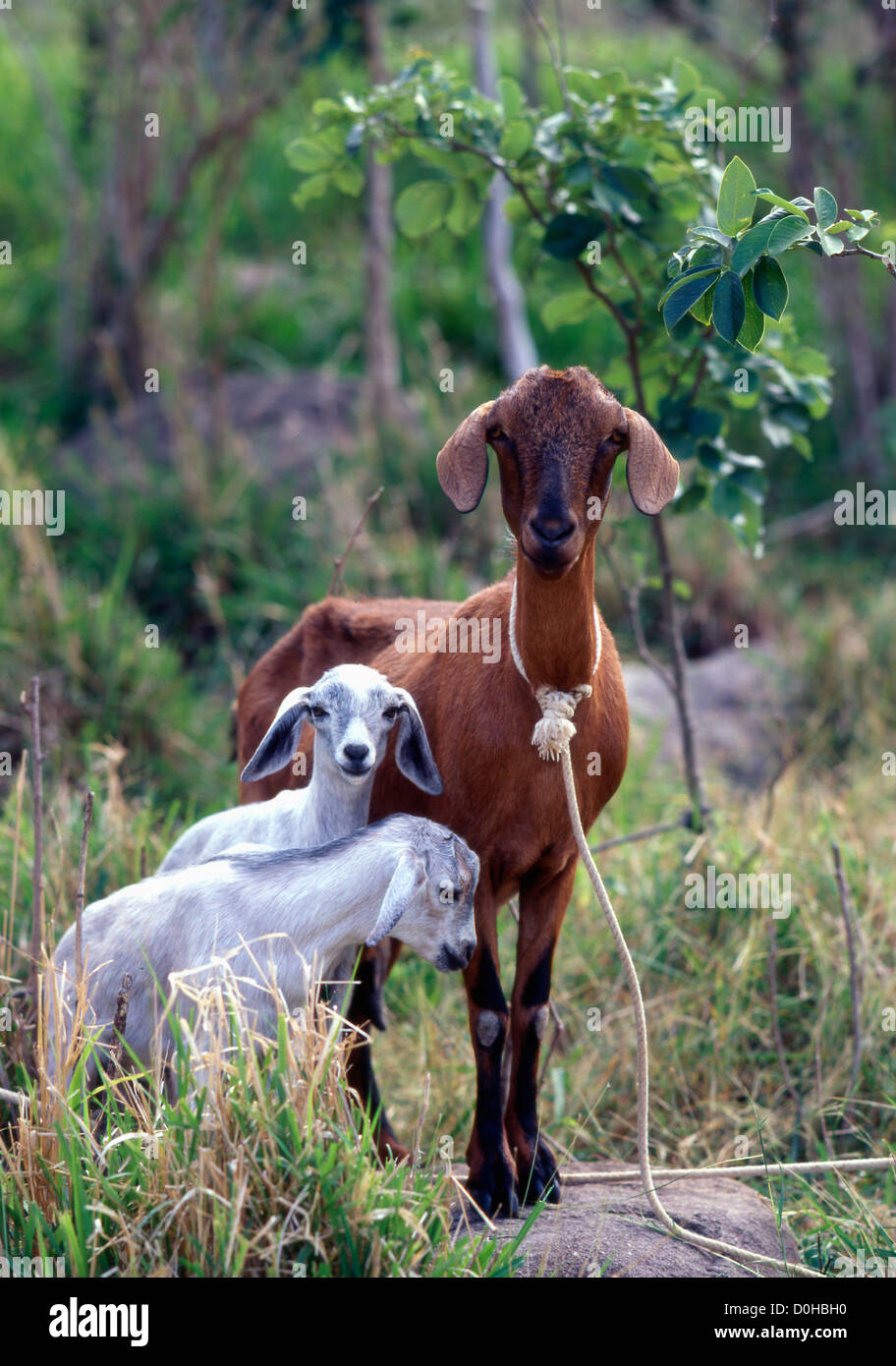 Caribbean goats hi-res stock photography and images - Alamy