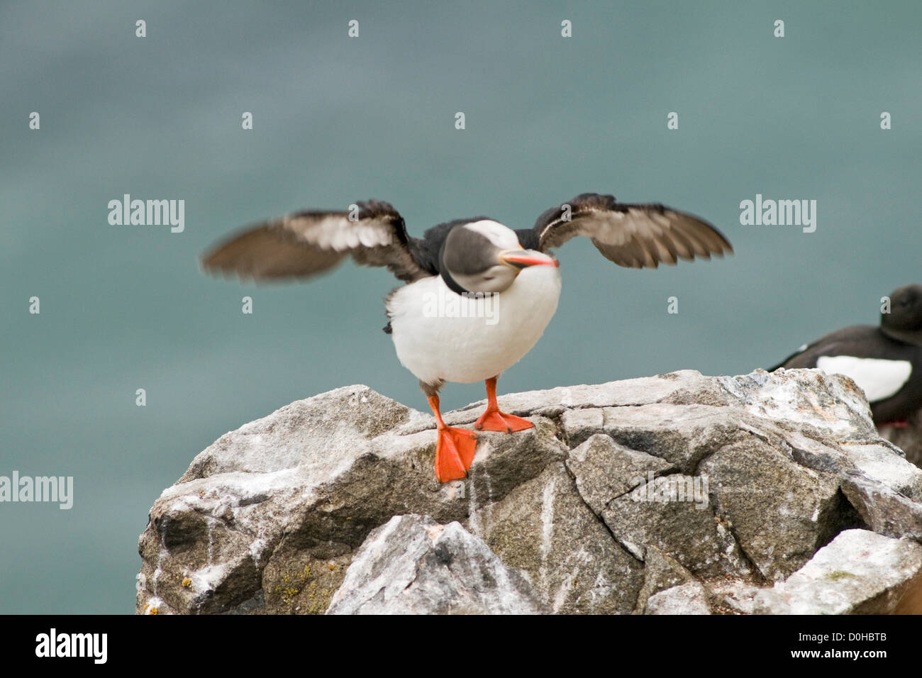 An adult Atlantic puffin (Fratercula arctica) stretches its wings on ...