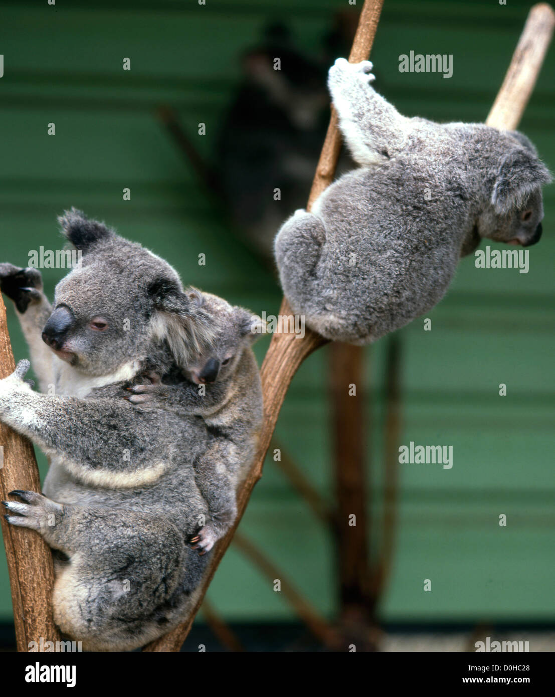 Australia, Queensland, koalas, phascolarctos cinereus Stock Photo - Alamy