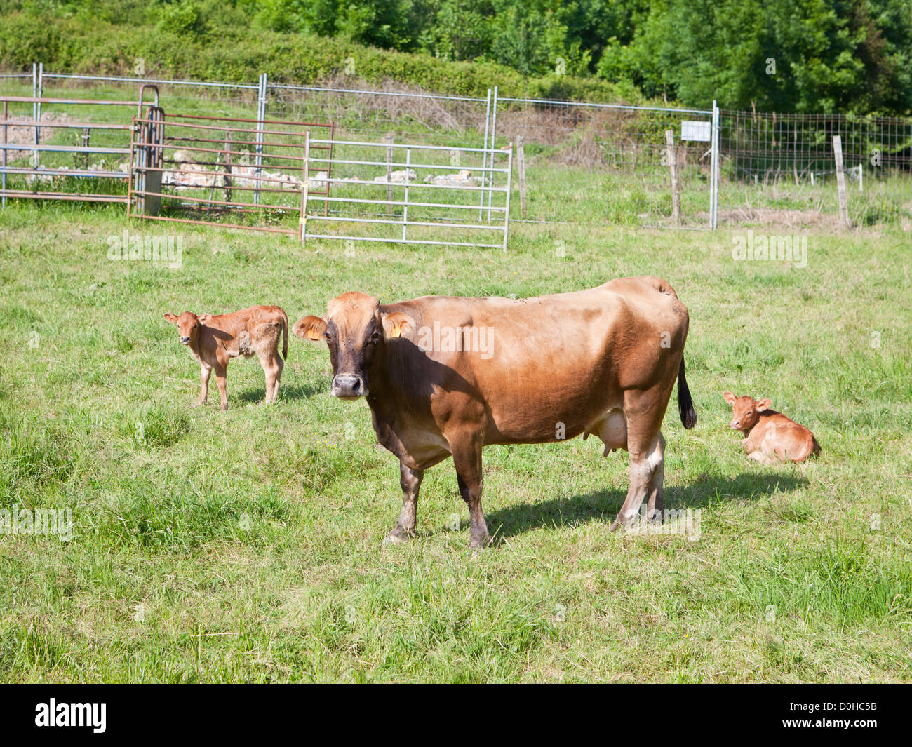 Cattle spain hi-res stock photography and images - Alamy