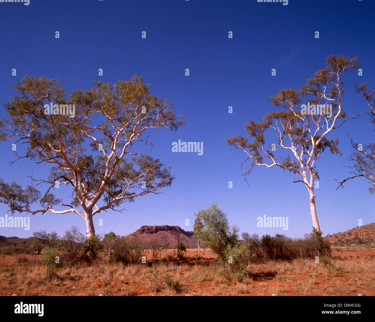 Australia, Northern Territory, MacDonnell Range, gum trees Stock Photo ...