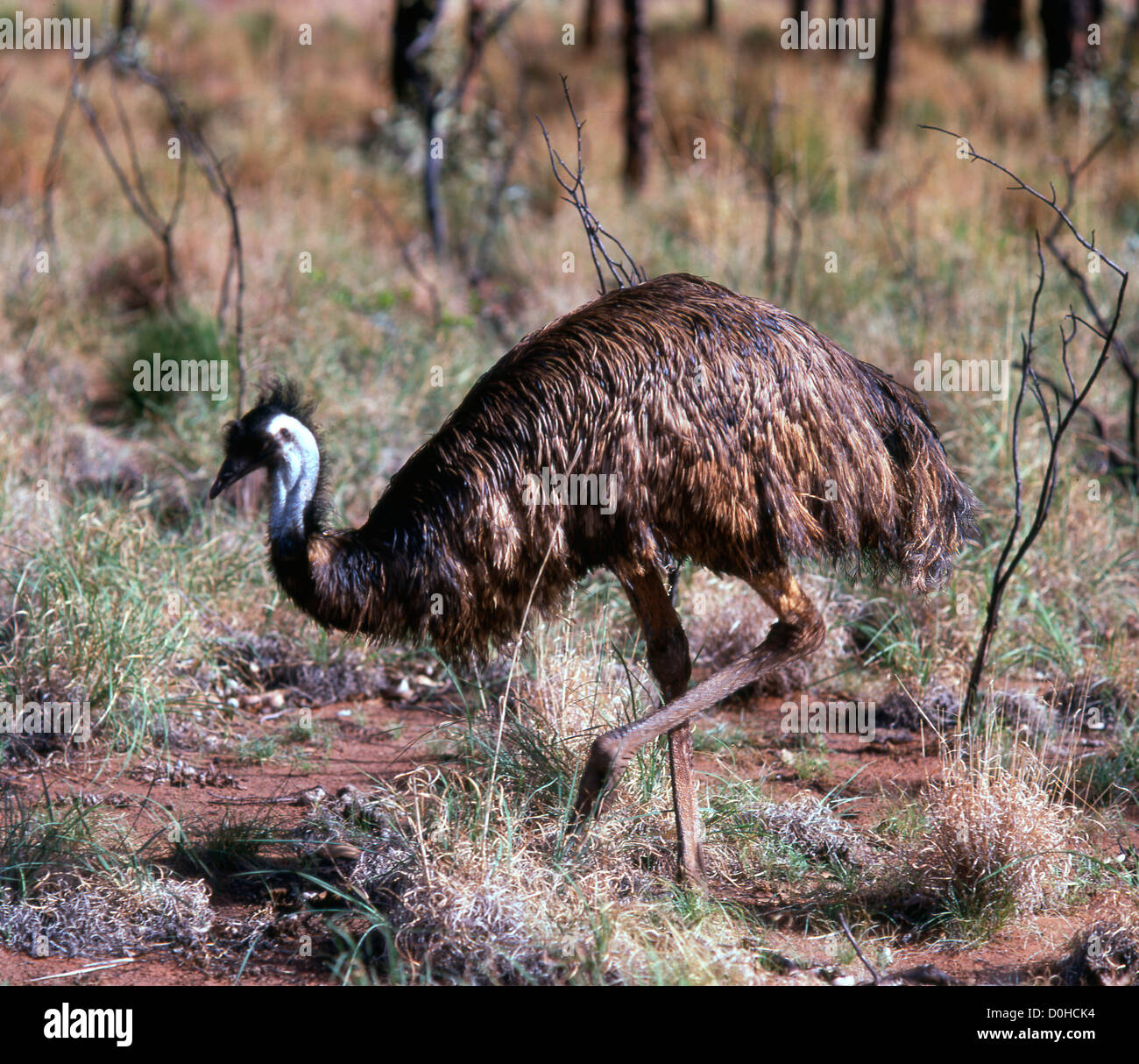 Australia, Northern Territory, Uluru National Park, emu, dromaius ...
