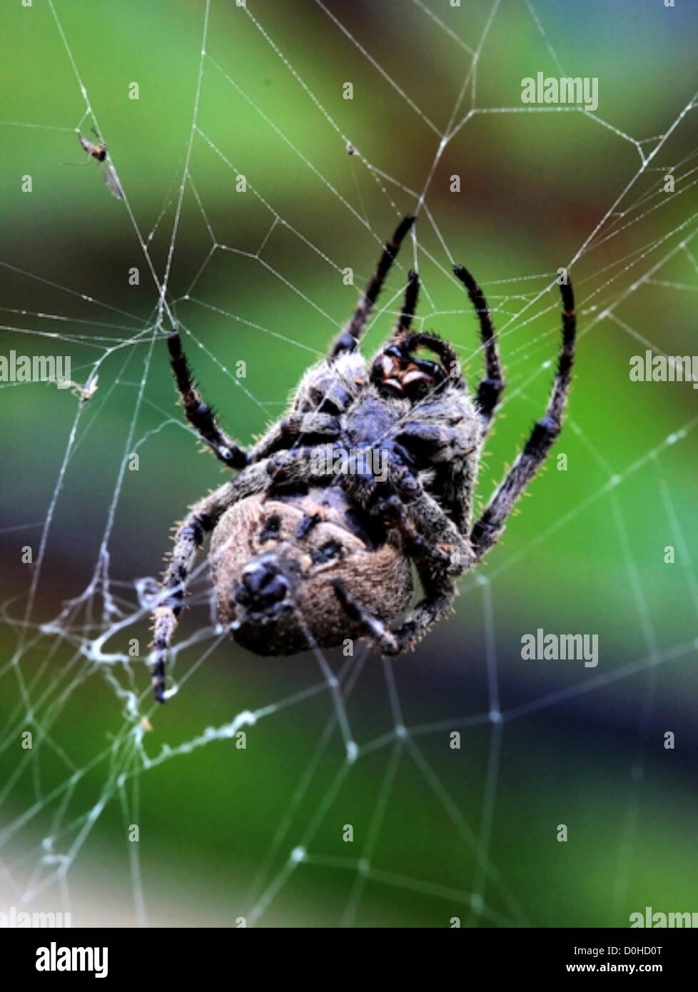 WEB BLINGIN' SPIDER Check the gangsta glam on this spider! The pimped ...