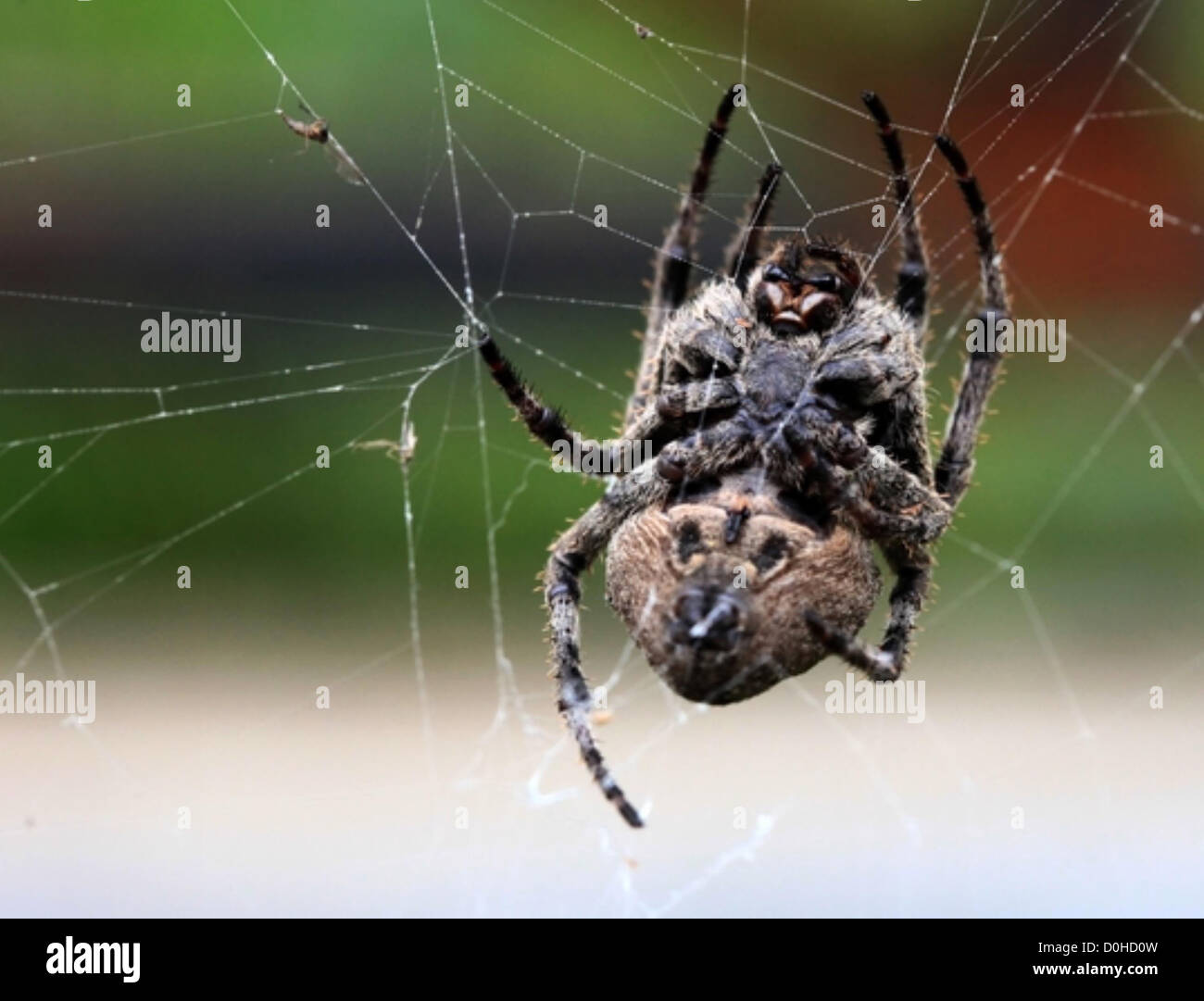 Gangsta hi-res stock photography and images - Alamy