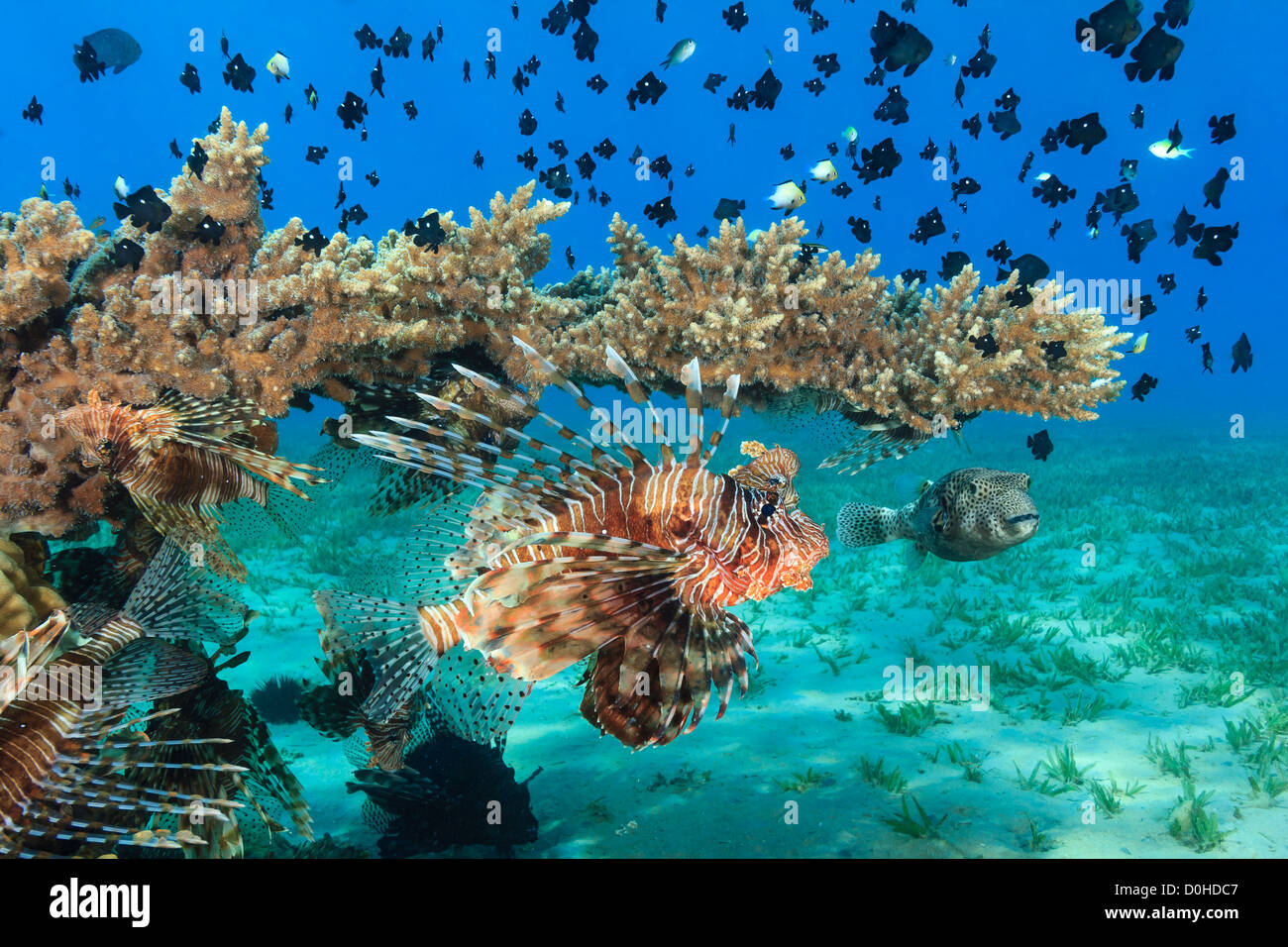 Banded lionfish hi-res stock photography and images - Alamy