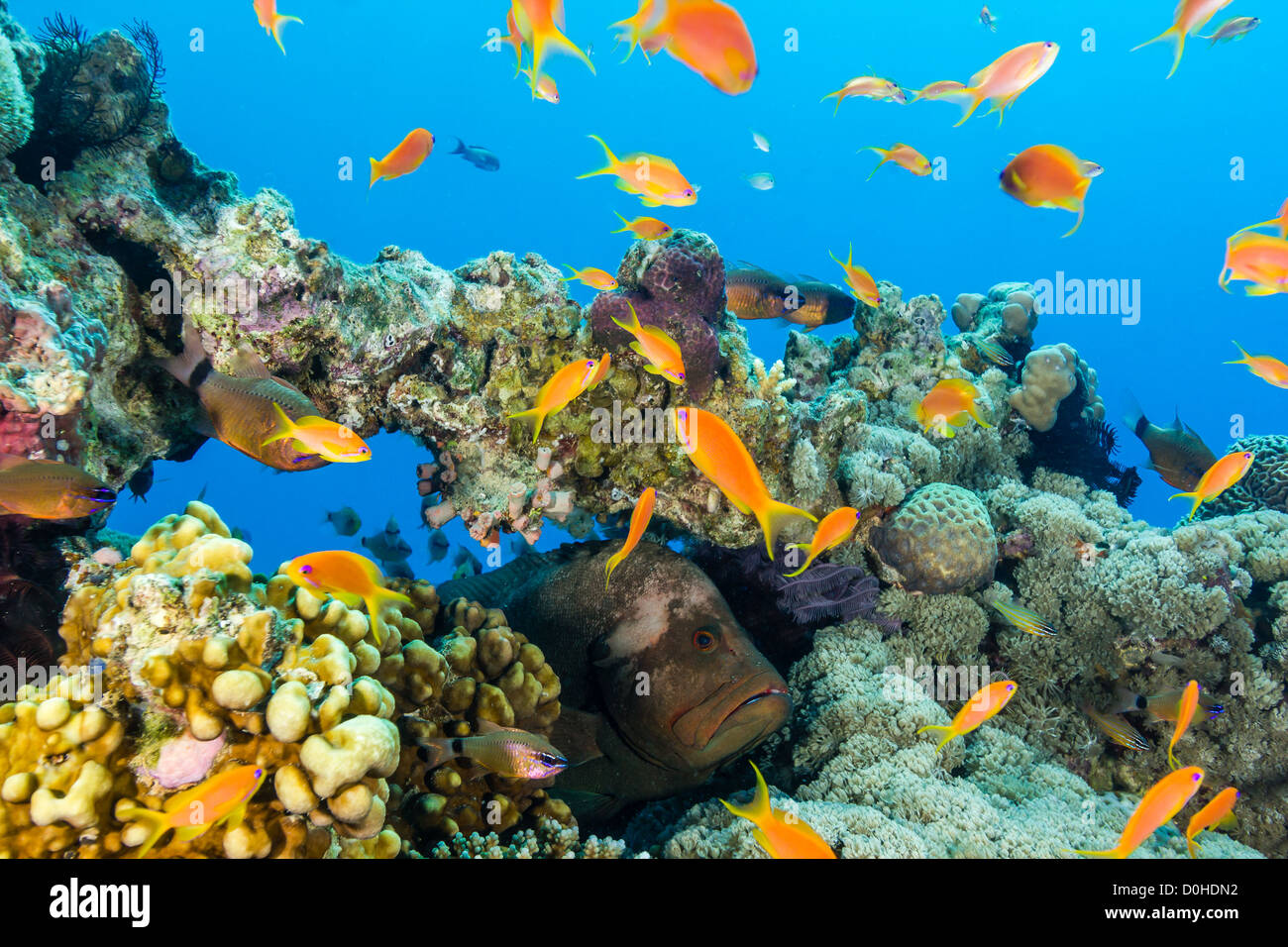 A grouper looks through a small hole in a coral pinnacle on a tropical ...
