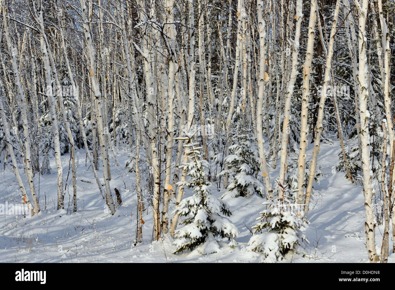 Birch trees laden with snow after a spring blizzard, Greater Sudbury ...