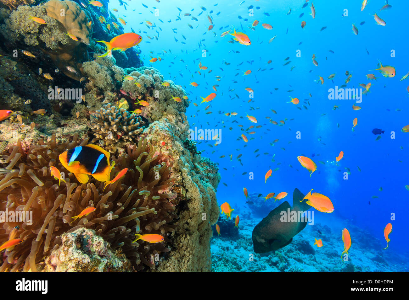 Clownfish and anthias swim around a coral pinnacle on a Red Sea Reef ...
