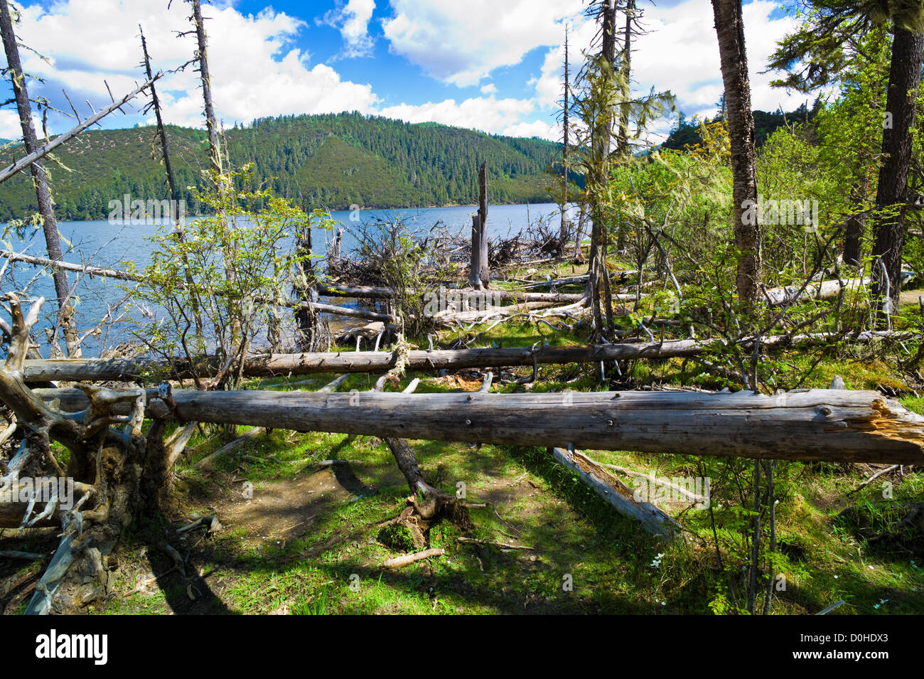 Fallen trees along the Shudu Lake of Pudacuo National Park at Shangri ...
