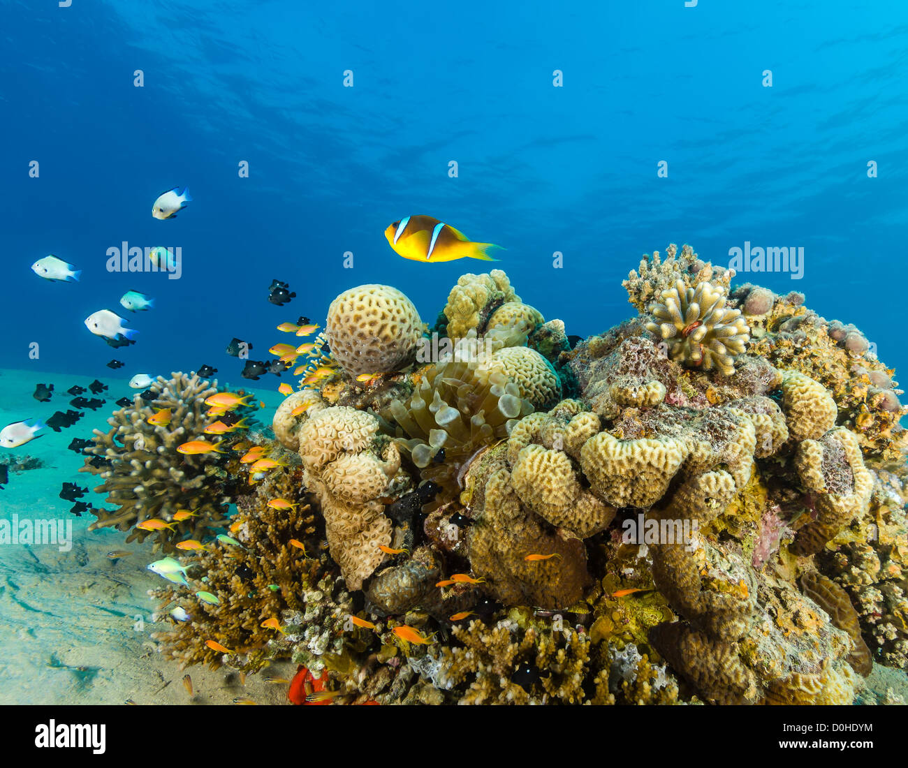 Anemonefish and other tropical fish swim around a small pinnacle on a ...