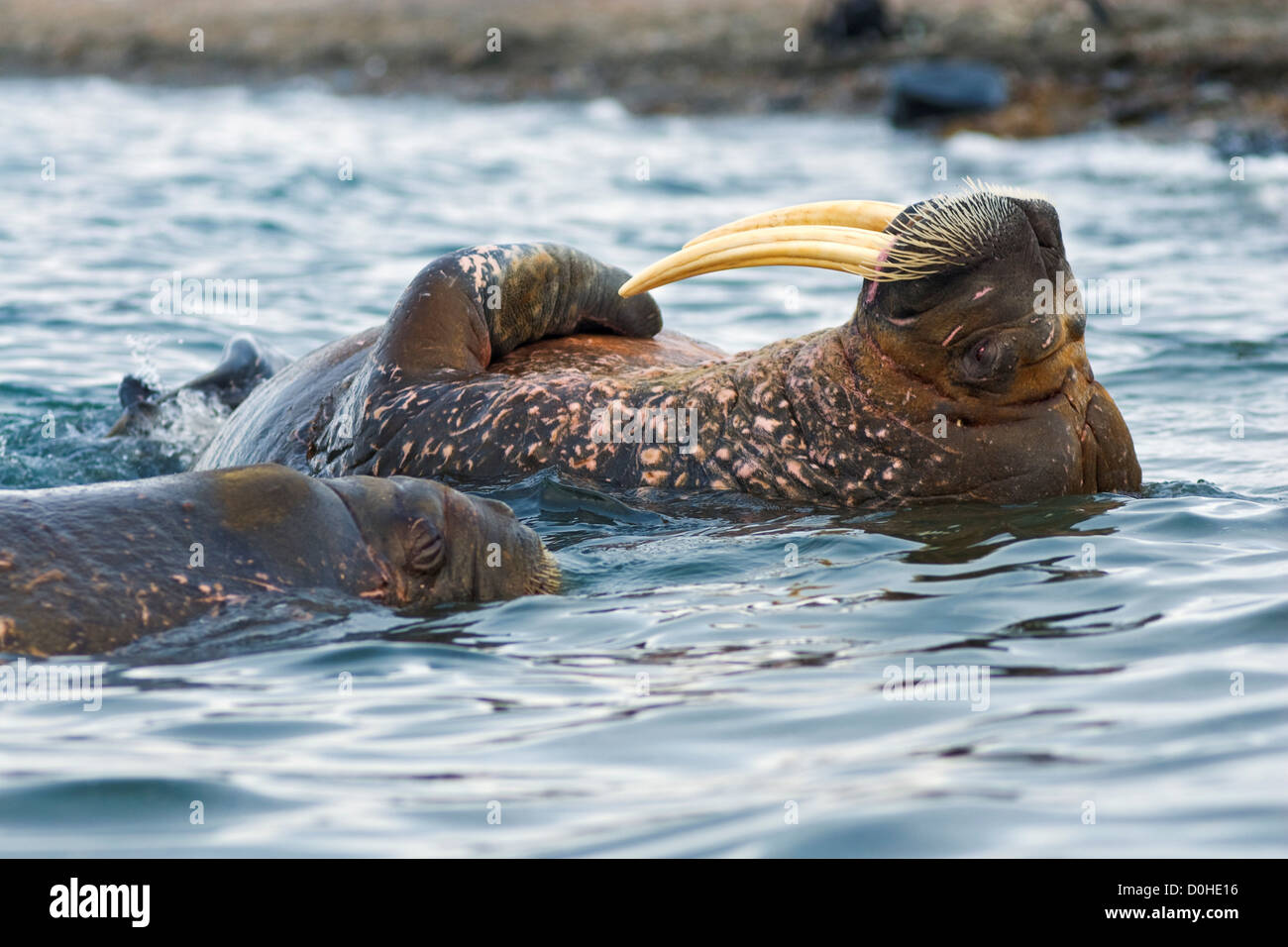 A pair of adult walrus (Odobenus rosmarus) float and swim in waters ...