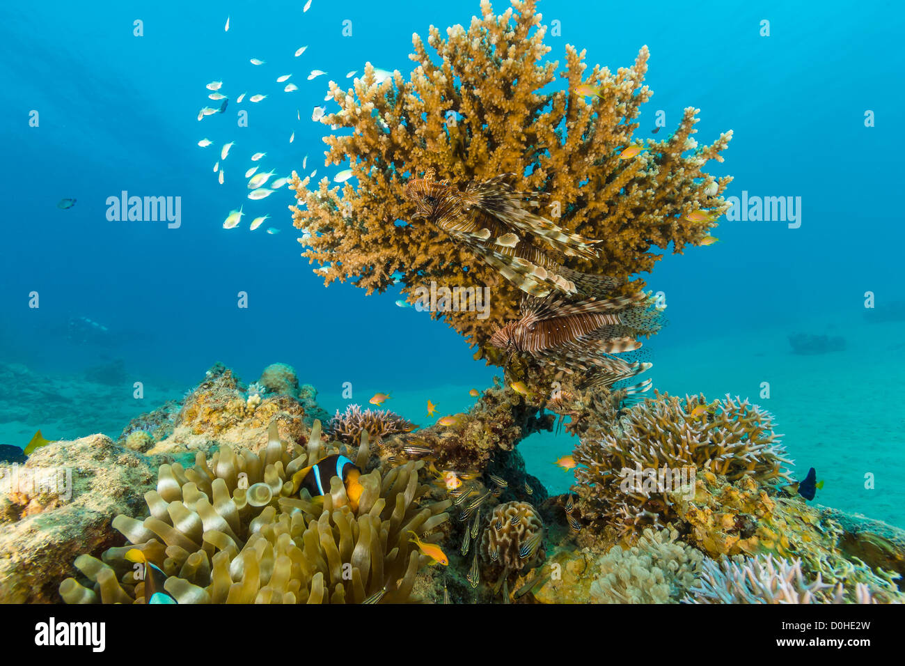 Banded lionfish hi-res stock photography and images - Alamy