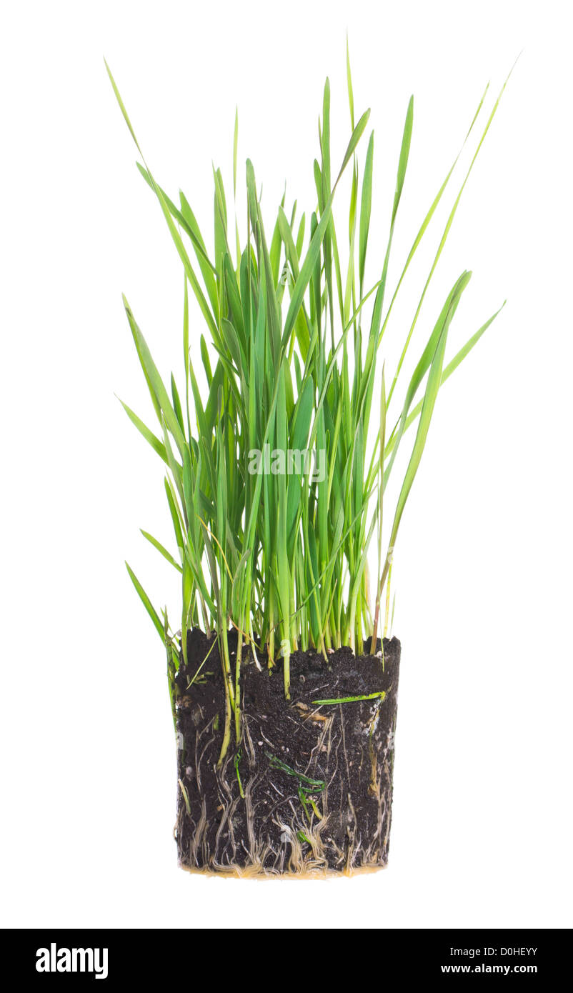 Prairie grass roots hi-res stock photography and images - Alamy