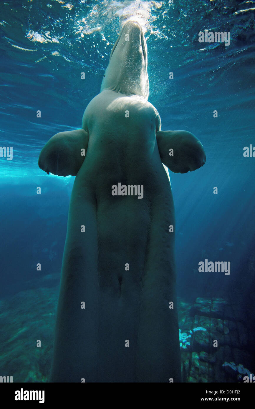 The belly of the whale hi-res stock photography and images - Alamy