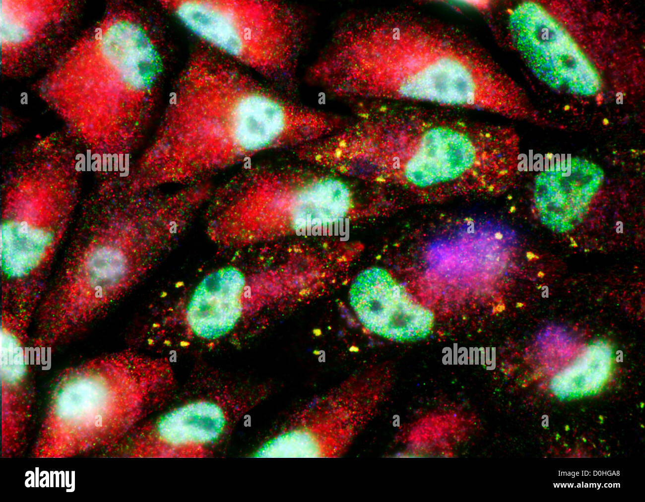 Stressed Cells in Motion, Microscopic View Stock Photo - Alamy