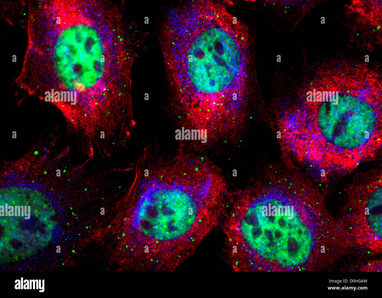 Mouse Cells in Distress, Microscopic View Stock Photo - Alamy