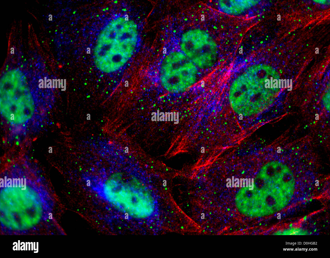 Mouse Cells in Distress, Microscopic View Stock Photo - Alamy
