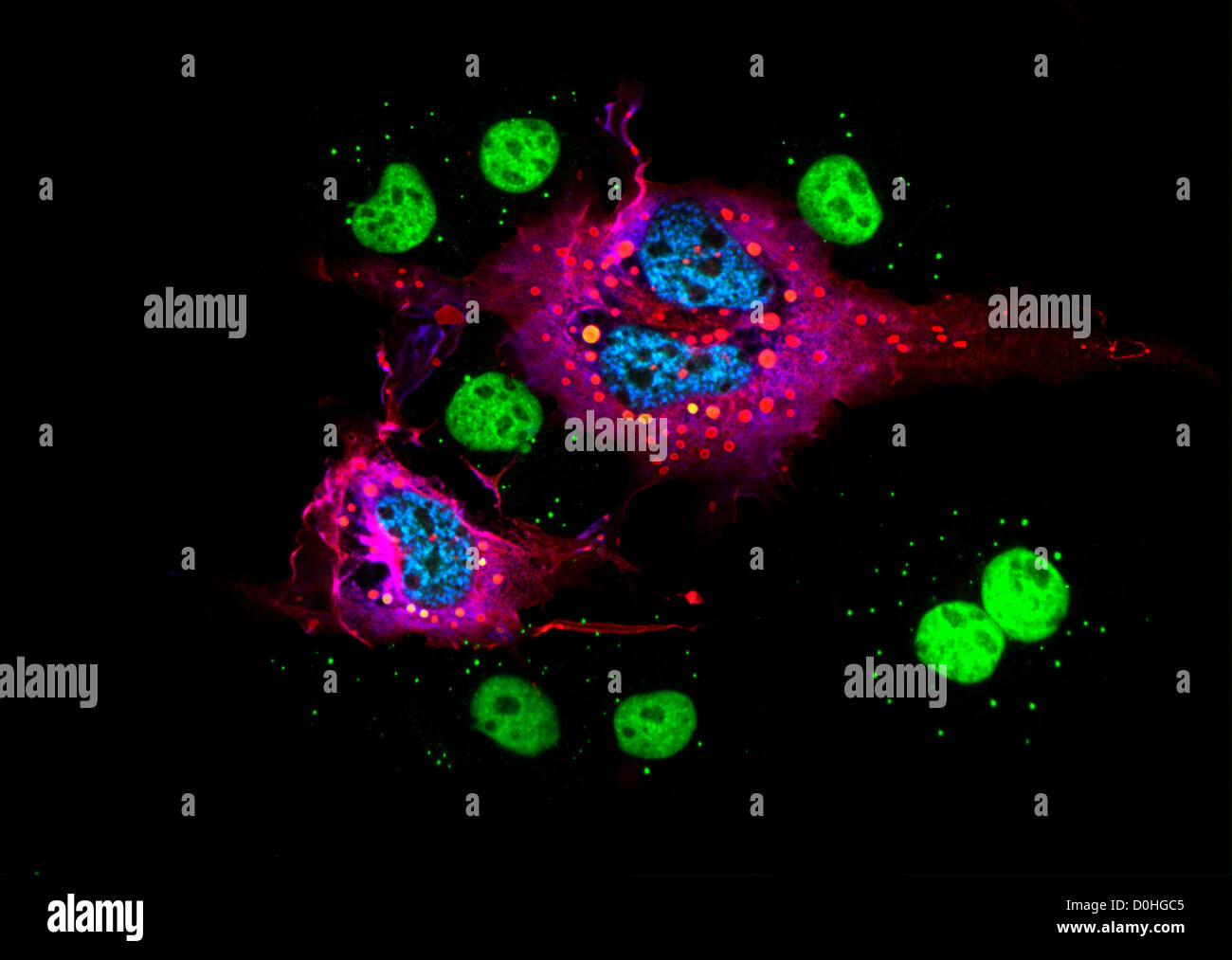 Mutant hi-res stock photography and images - Alamy
