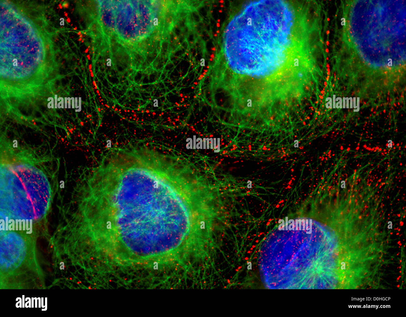 Microtubule hi-res stock photography and images - Alamy