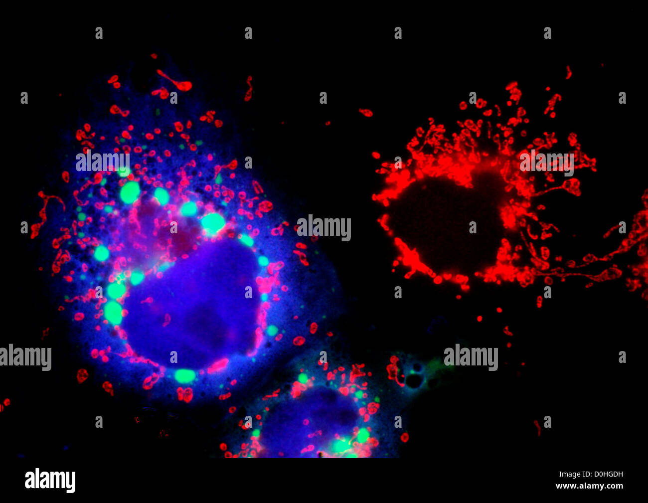 Comparing Mutant Cell and Normal Cell, Microscopic View Stock Photo - Alamy