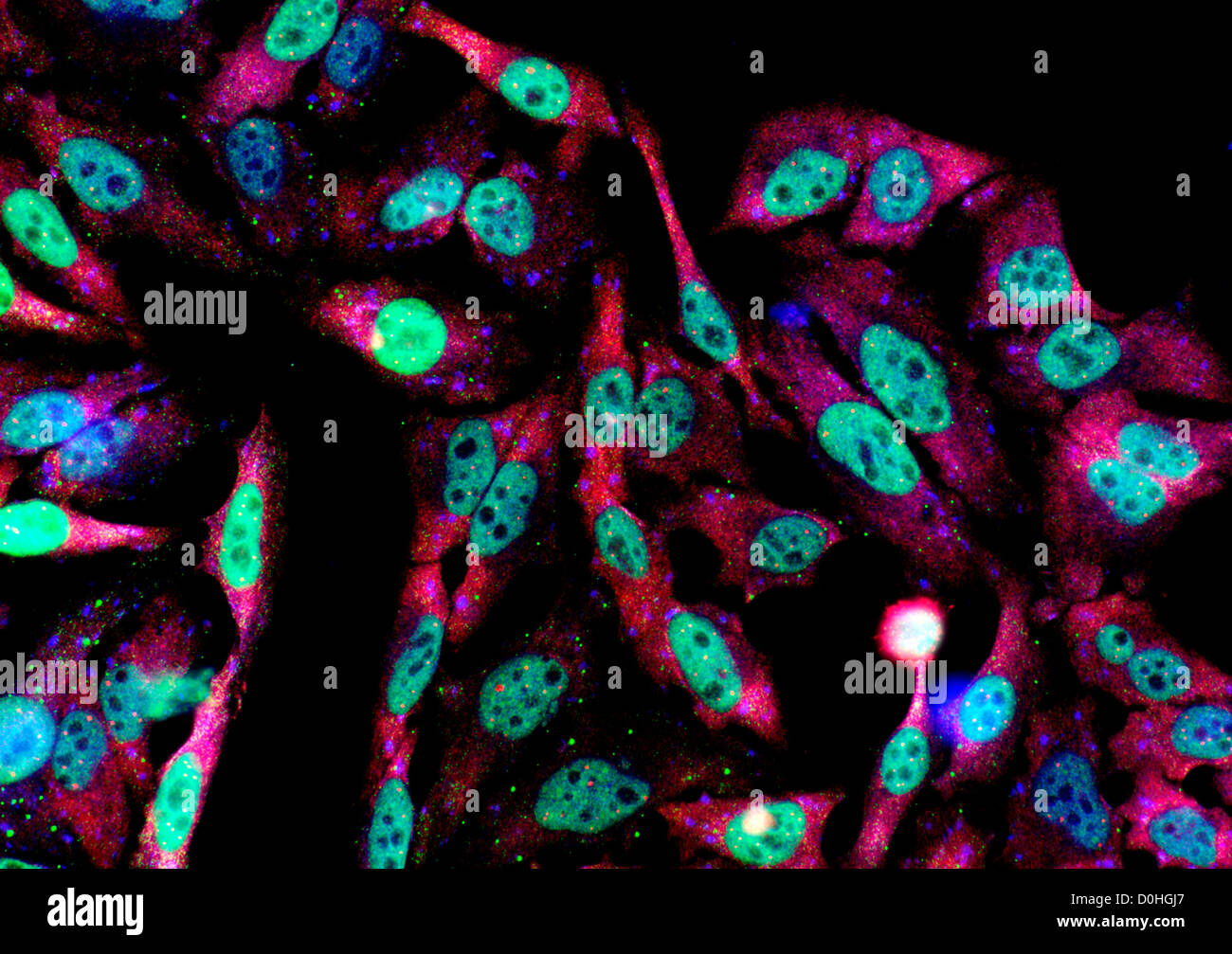 Cells Undergoing Heat Shock, Microscopic View Stock Photo - Alamy