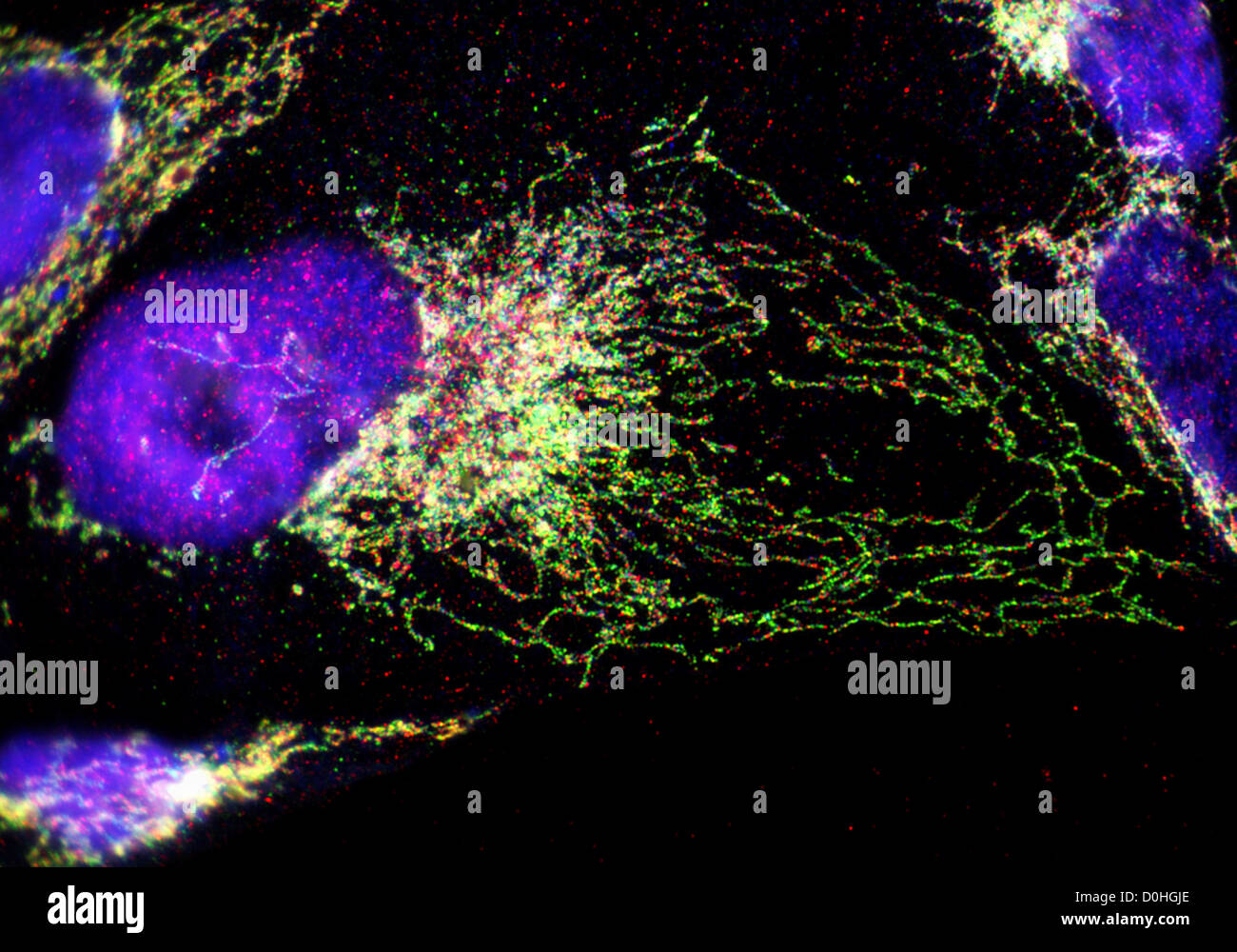 Blue Cell Nucleus and Tubules of Green Mitochondria, Microscopic View ...