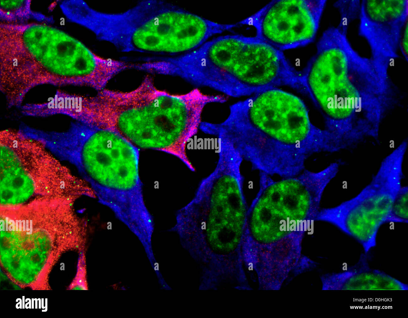 Immunofluorescence hi-res stock photography and images - Alamy