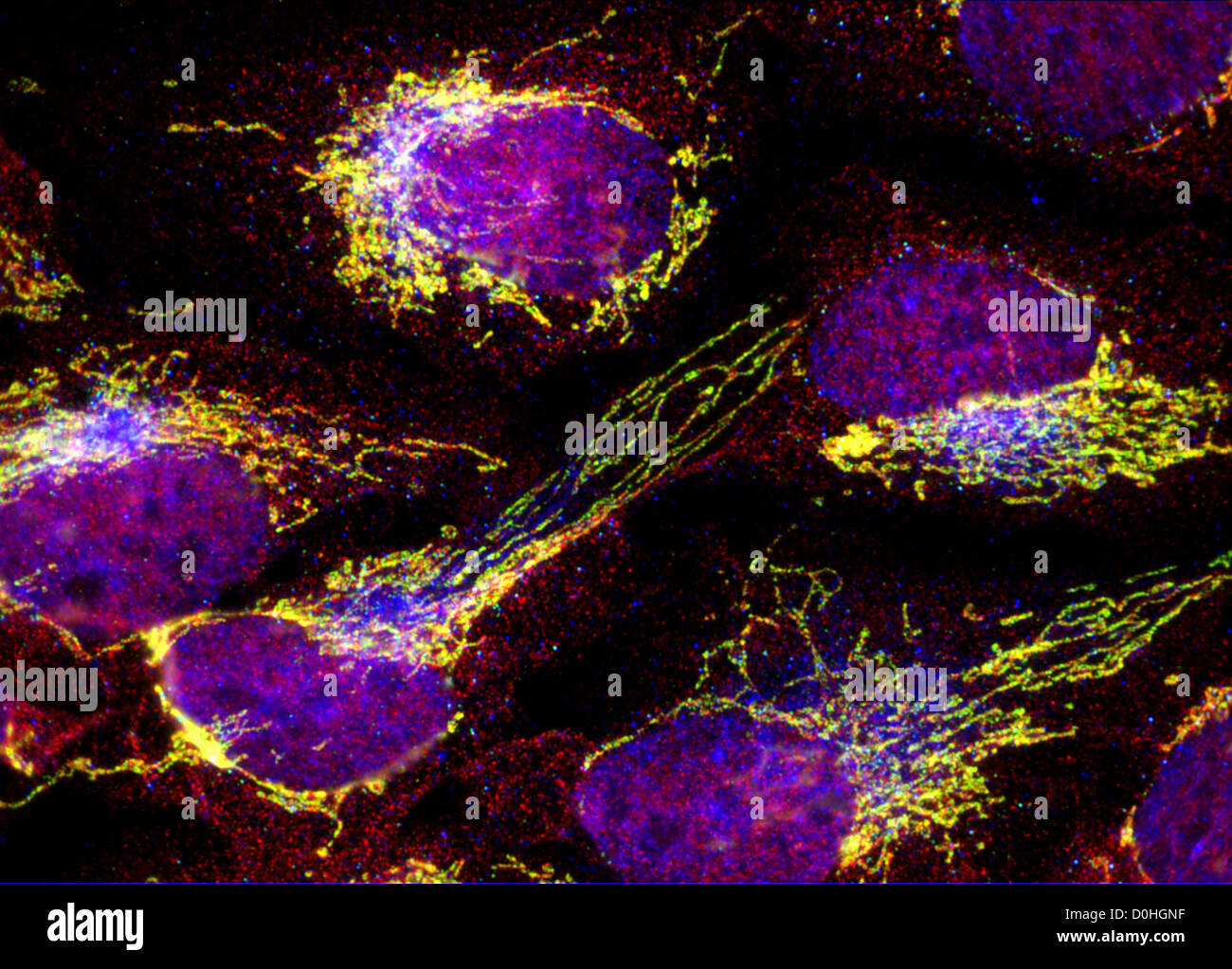 Cells starved glucose microscopic view hi-res stock photography and ...