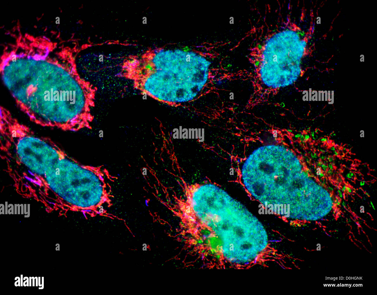 Green Cell Nuclei and Mitochondrial Proteins, Microscopic View Stock ...
