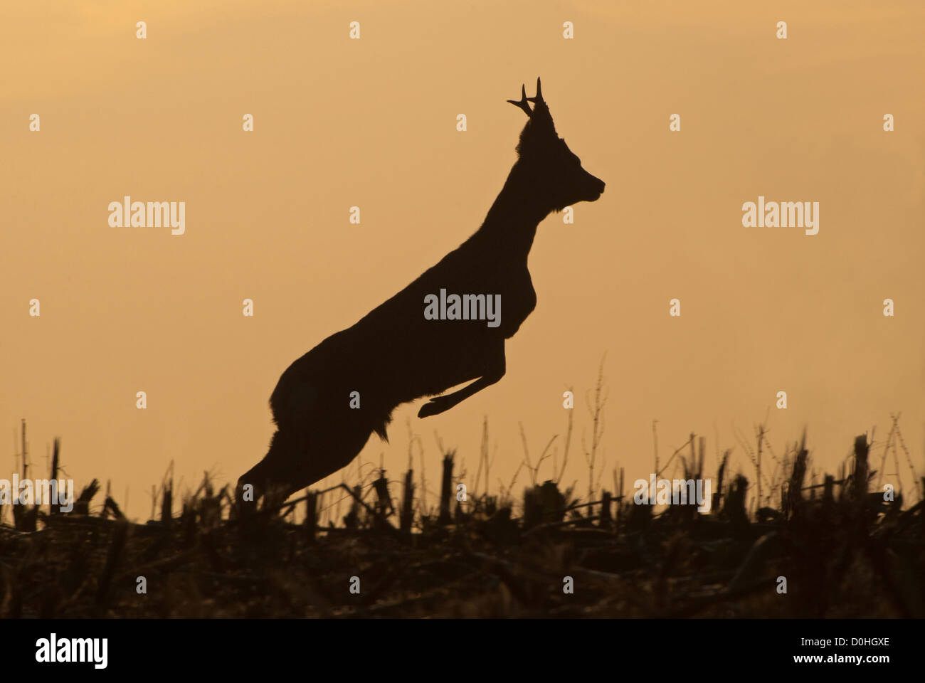 Jumping deer silhouette hi-res stock photography and images - Alamy