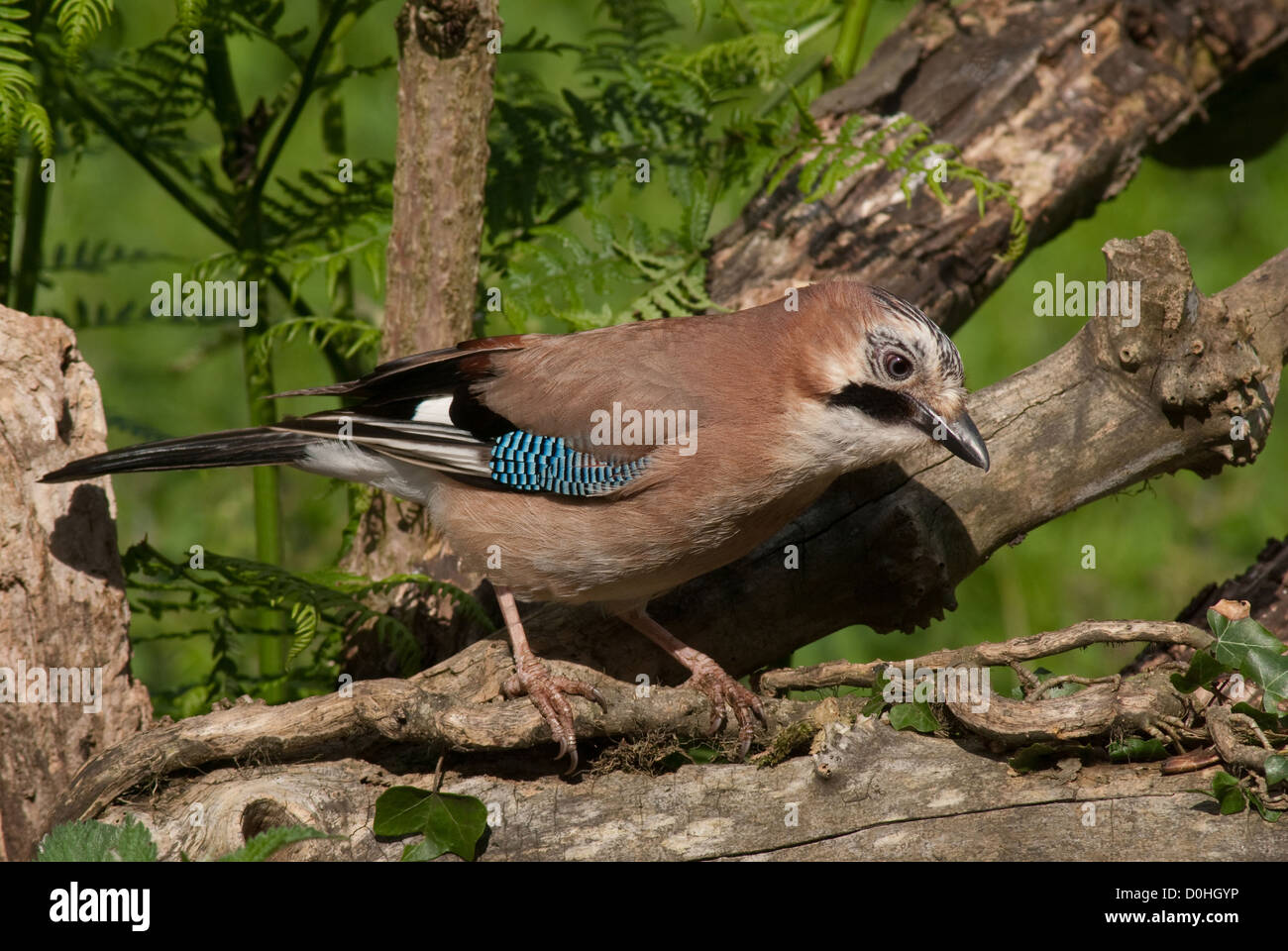 European jay uk hi-res stock photography and images - Alamy