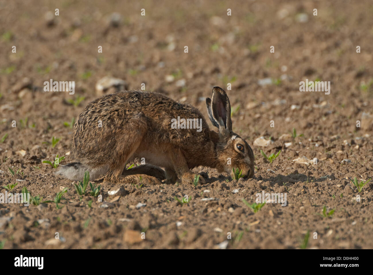 Brown Hare eating young sugar beet plants Stock Photo - Alamy