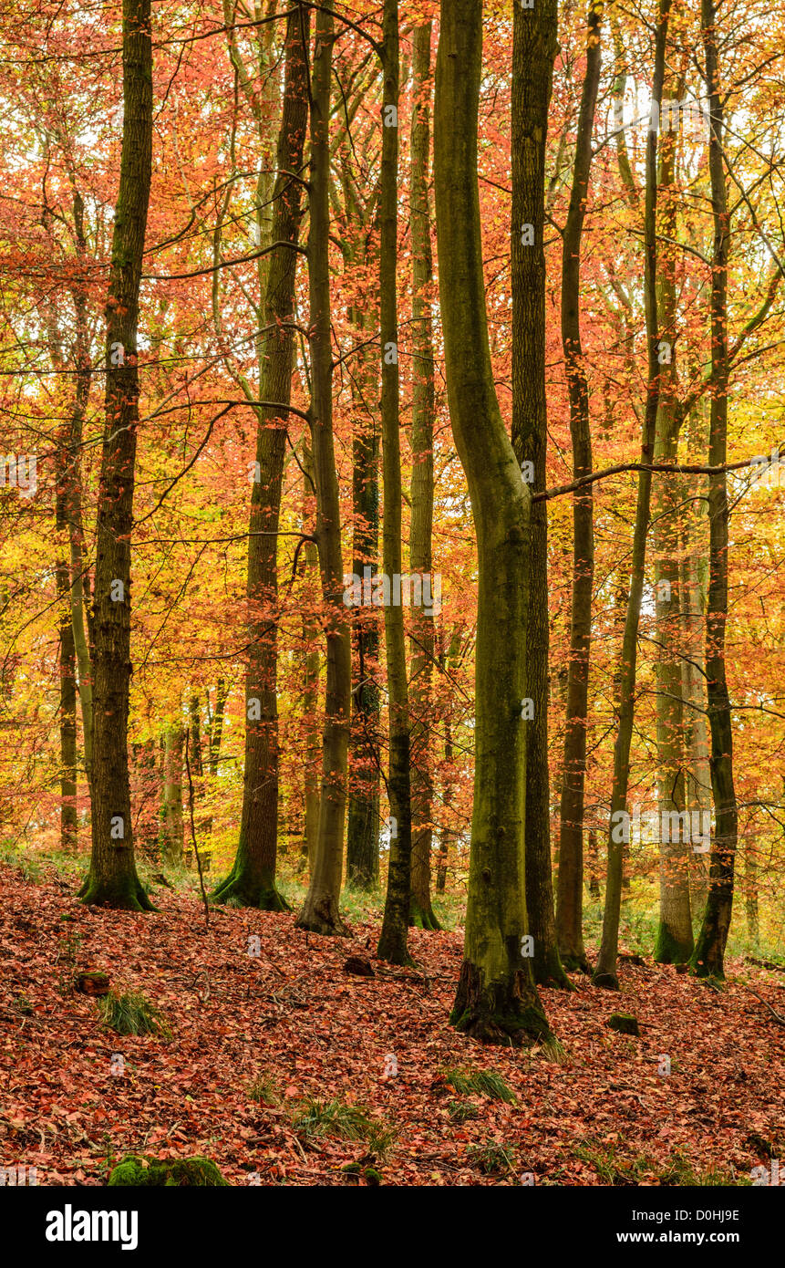 Autumn colours in a Beech Woodland. Forest of Dean, Blakeney ...
