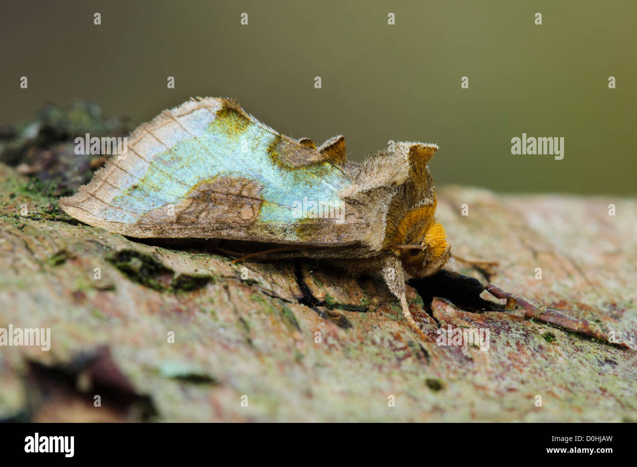 Burnished brass moth hi-res stock photography and images - Alamy