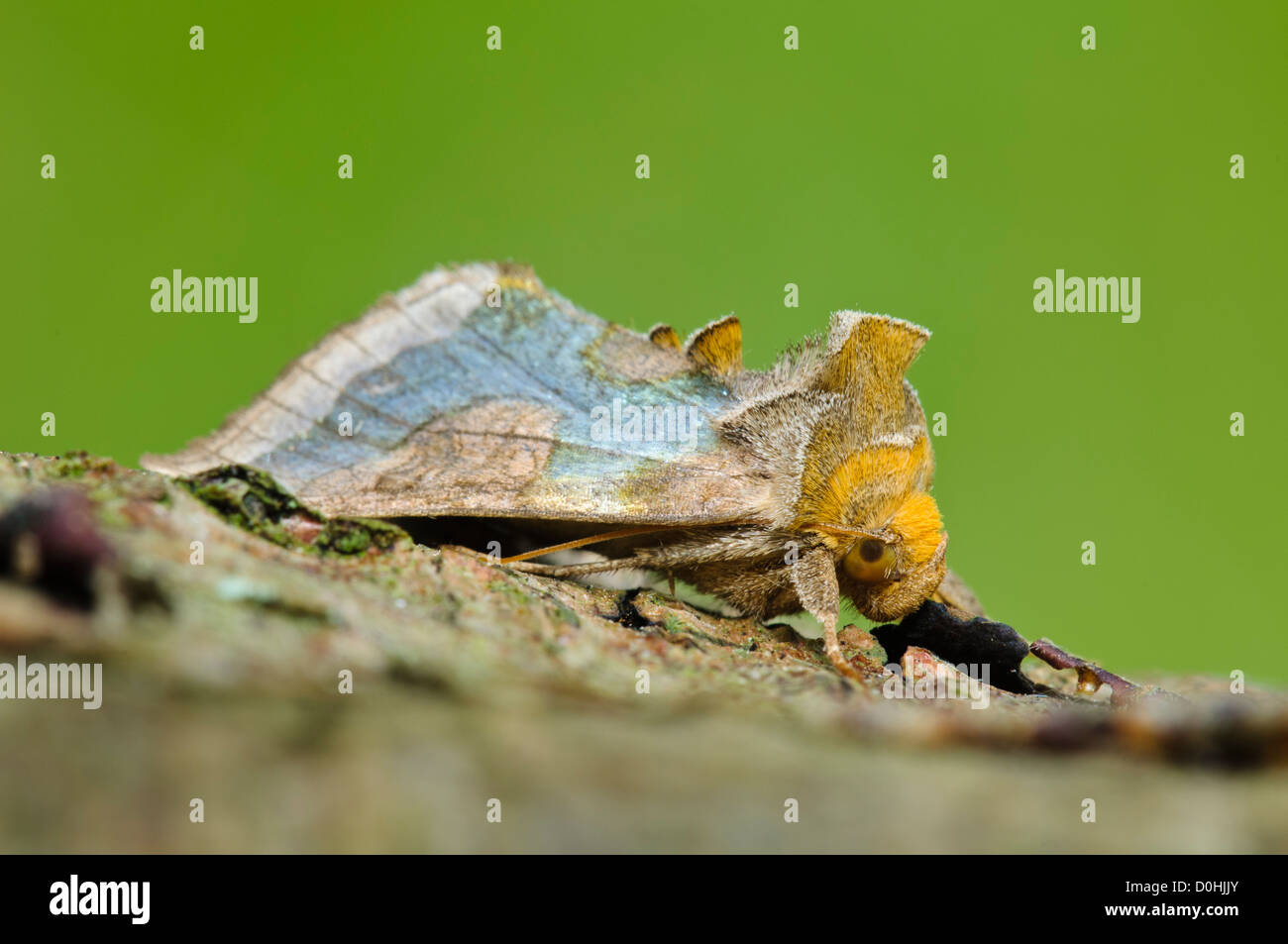 A burnished brass moth (Diachrysia chrysitis) setttled on a birch ...