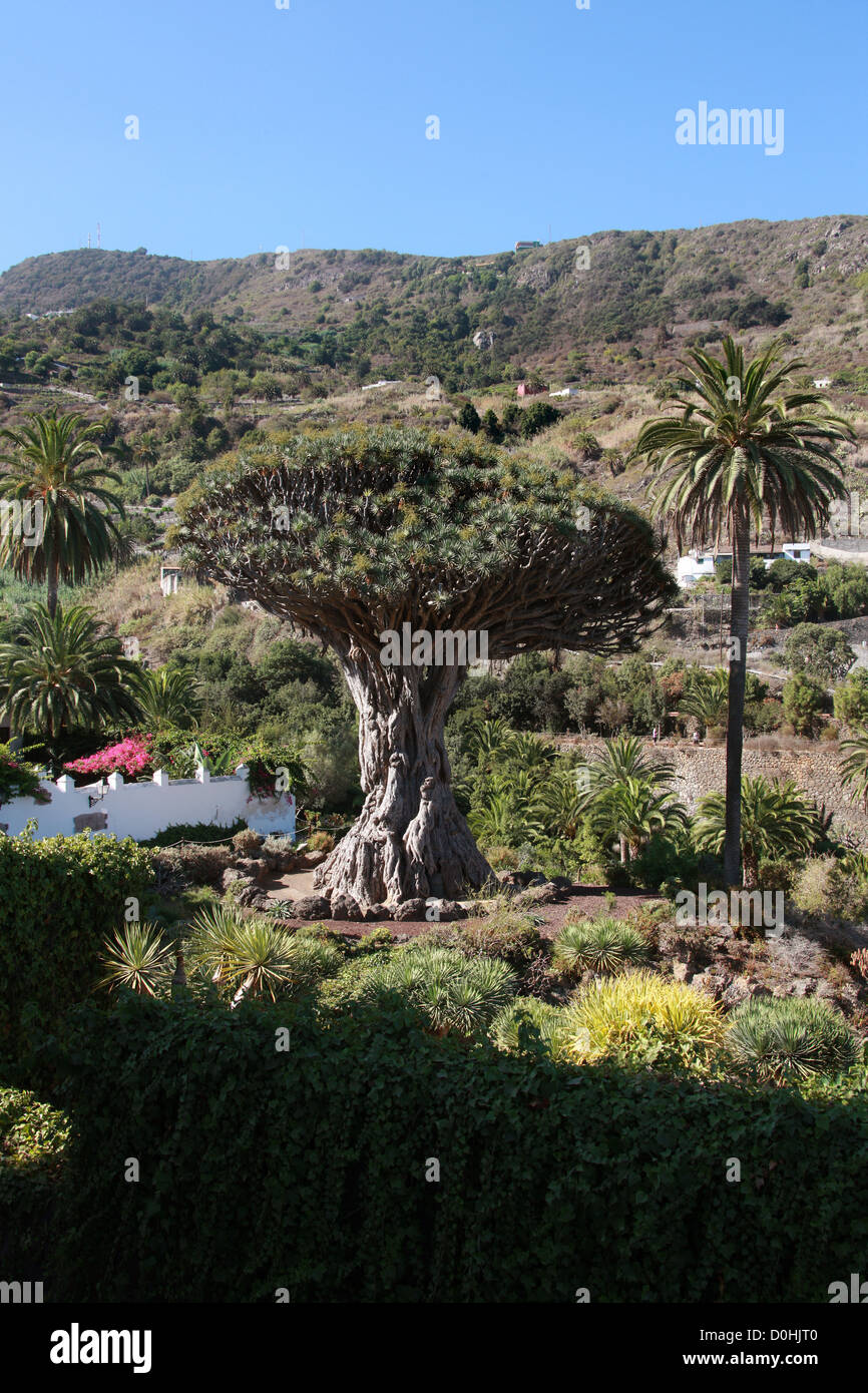 The Millennium Canary Islands Dragon Tree at the Parque del Drago ...