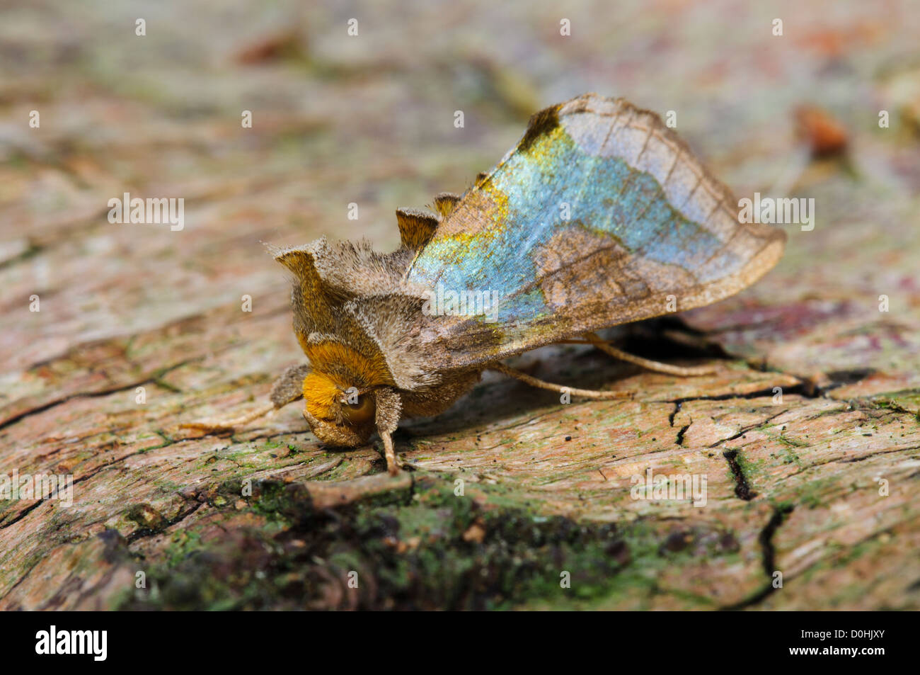 A burnished brass moth (Diachrysia chrysitis) setttled on a birch ...