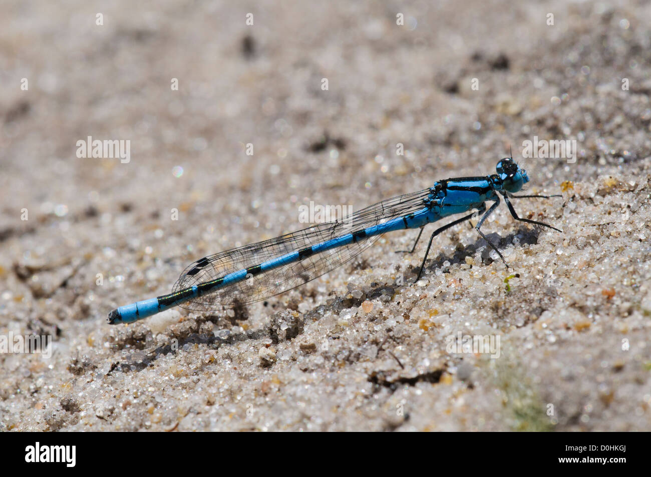 An adult male common blue damselfly (Enallagma cyathigerum) basking on ...