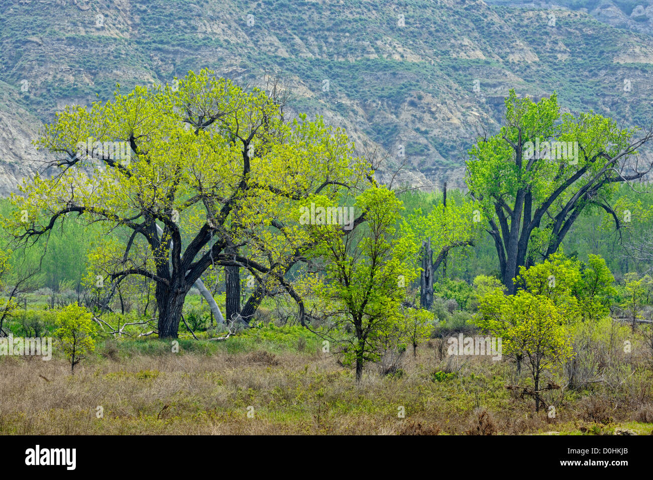 Cottonwoods south dakota hi-res stock photography and images - Alamy