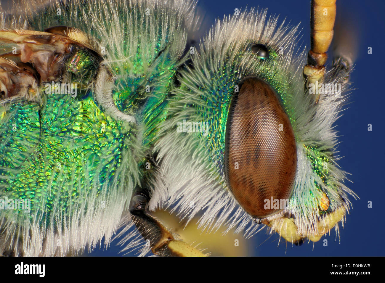 Halictid hi-res stock photography and images - Alamy